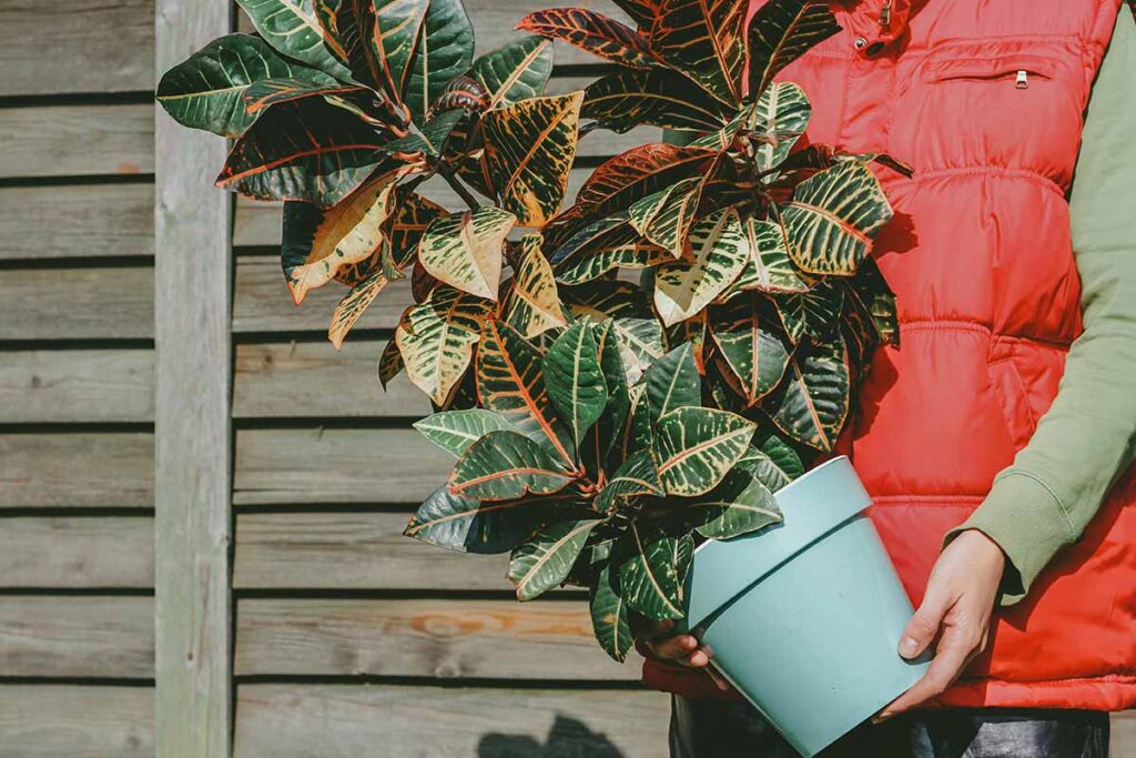 9 Reasons Why a Croton May Drop Its Leaves | Gardener’s Path