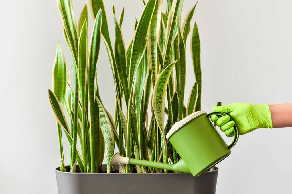 Reasons and Fixes for Snake Plant Leaves Curling