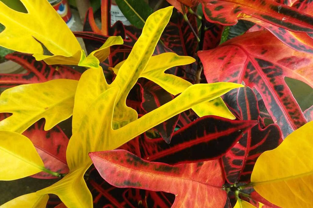 5 Causes of Fading Croton Leaves and How to Avoid Them