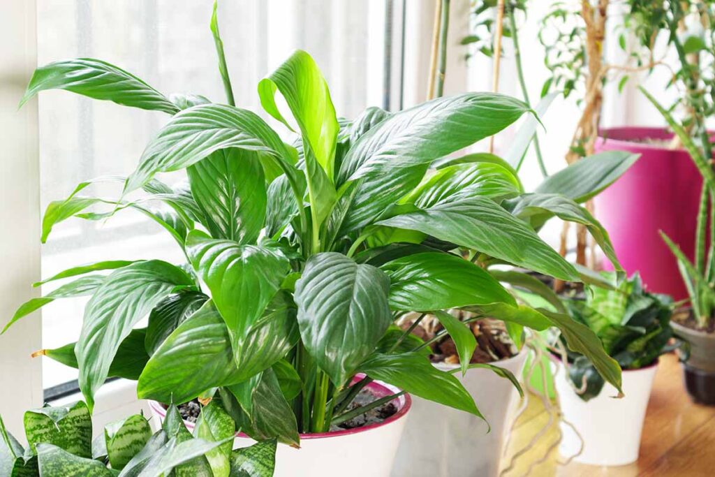 When And How To Divide Peace Lilies Gardeners Path 3026