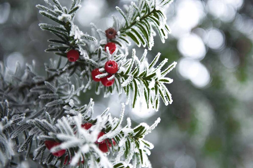 How to Grow and Care for Yew Trees and Shrubs | Gardener’s Path