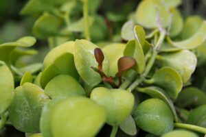 How to Grow Mistletoe | Gardener’s Path
