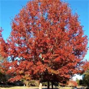 How to Grow and Care for Oak Trees | Gardener’s Path
