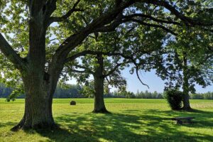 How to Grow and Care for Oak Trees | Gardener’s Path