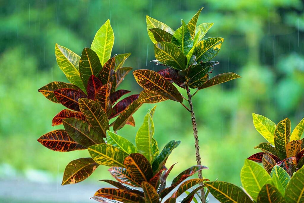 7 Reasons to Prune Crotons (And How to Do It) | Gardener’s Path