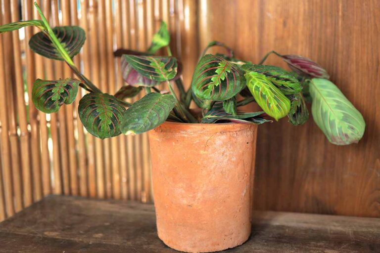 How to Grow Red Veined Prayer Plant | Gardener’s Path