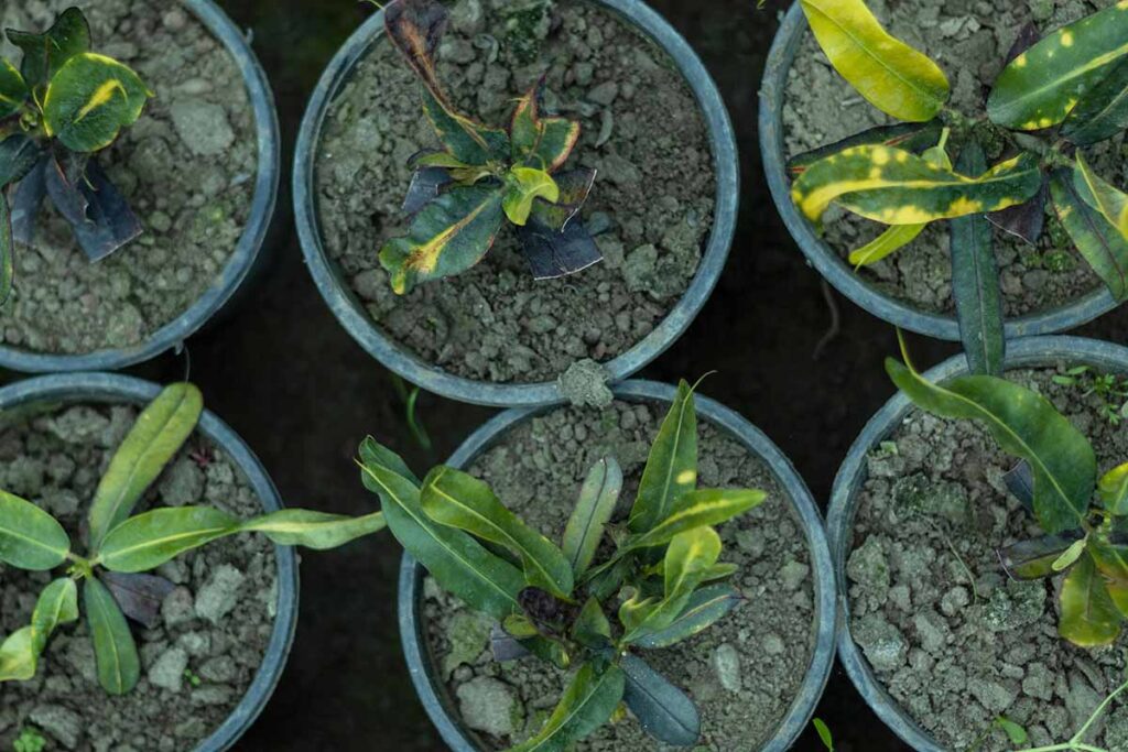 7 Reasons to Prune Crotons (And How to Do It) | Gardener’s Path