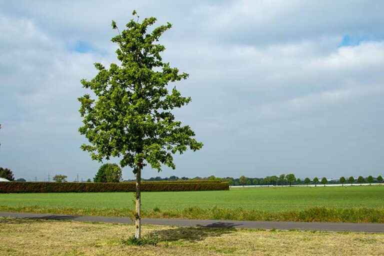 How to Grow and Care for Oak Trees | Gardener’s Path