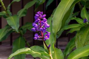 How to Grow and Care for Blue Ginger Plants | Gardener’s Path