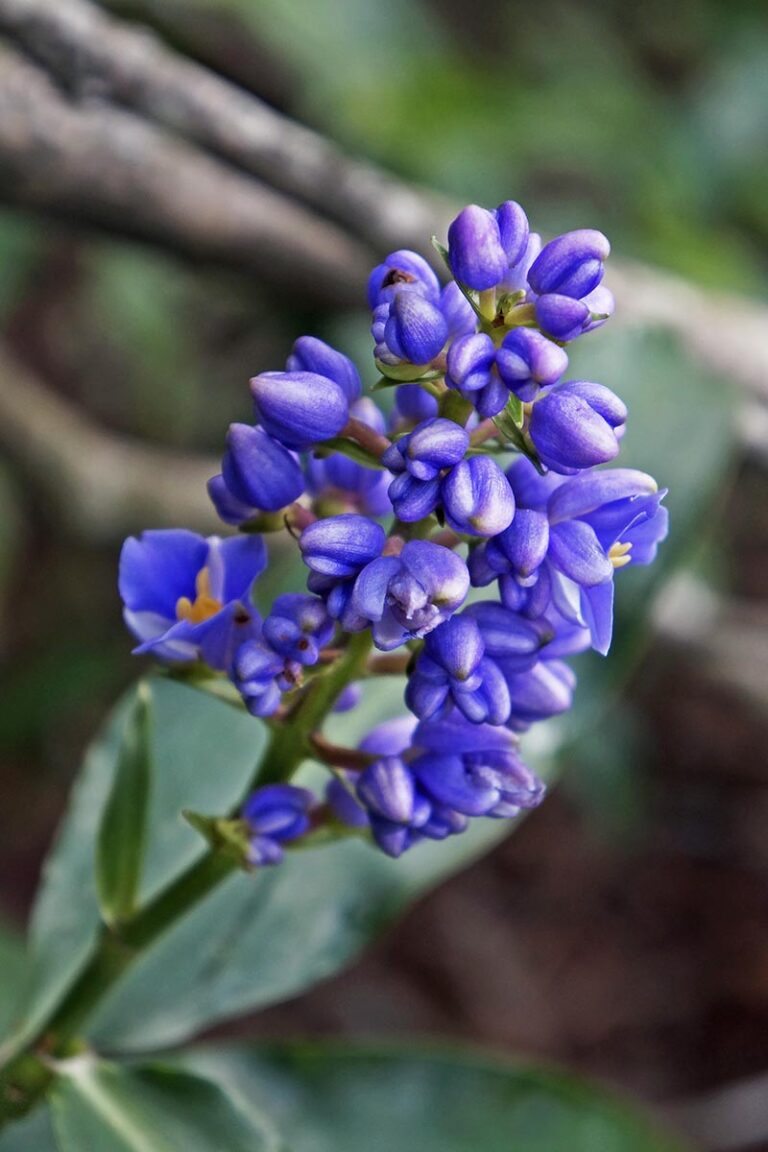 How to Grow and Care for Blue Ginger Plants | Gardener’s Path