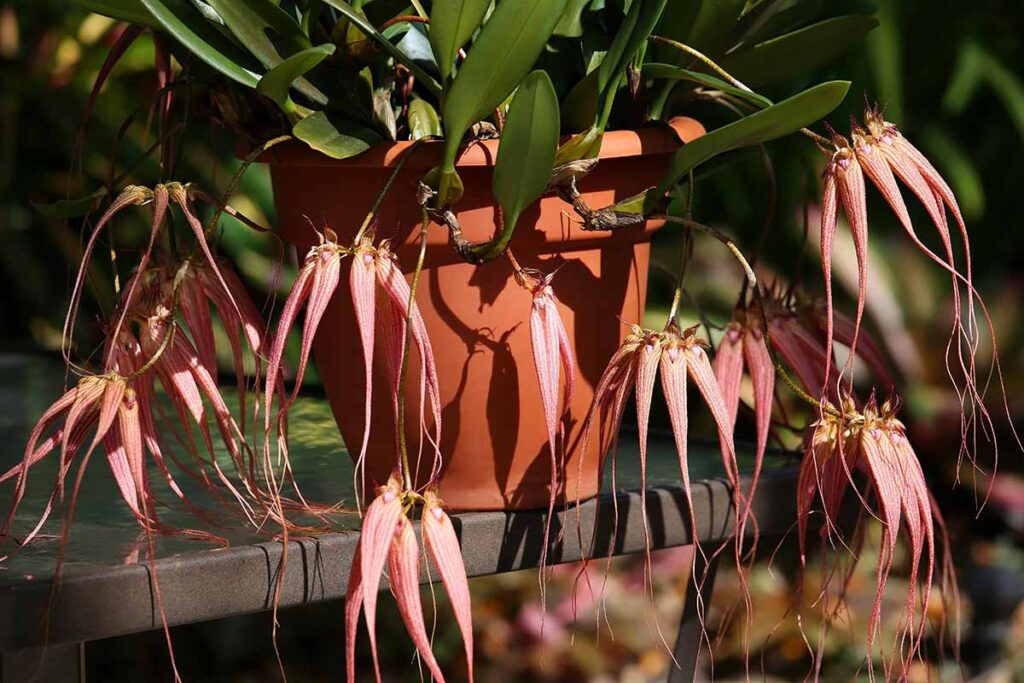 23 Types of Orchids to Grow as Houseplants | Gardener’s Path