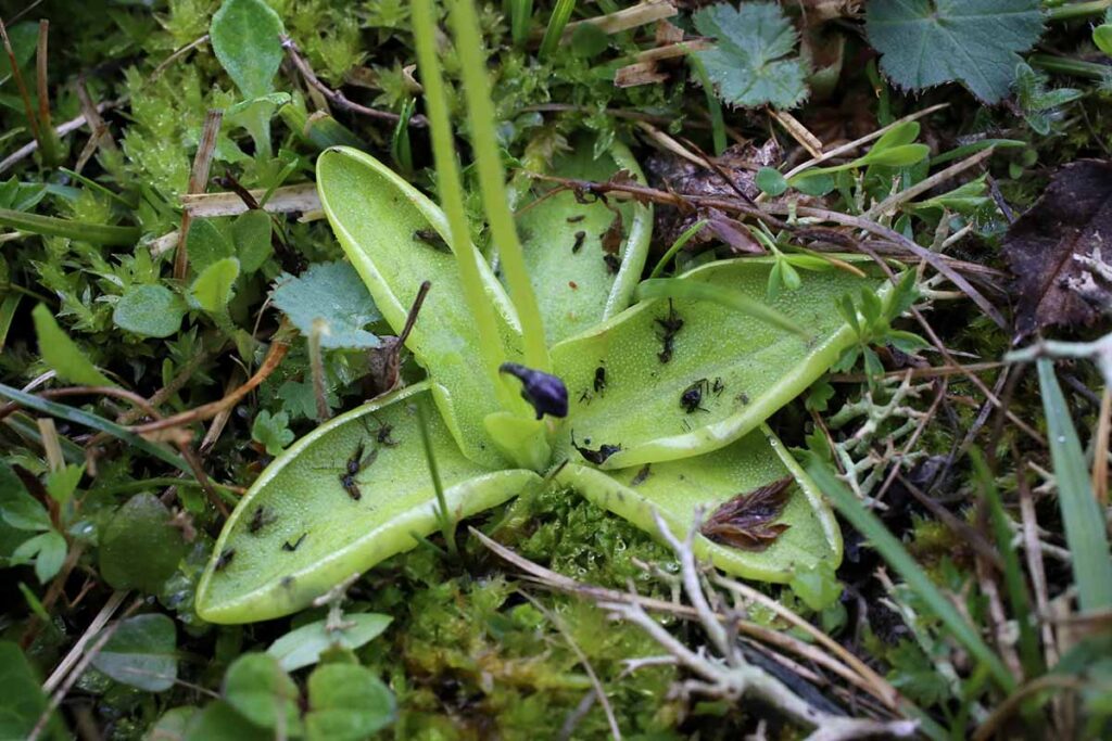 How to Grow and Care for Butterworts | Gardener’s Path