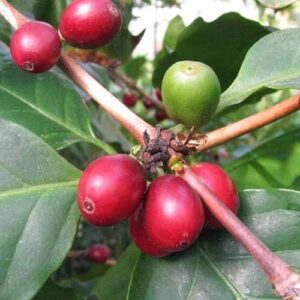 How to Grow and Care for Coffee Plants Indoors | Gardener’s Path