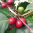How to Grow and Care for Coffee Plants Indoors | Gardener’s Path