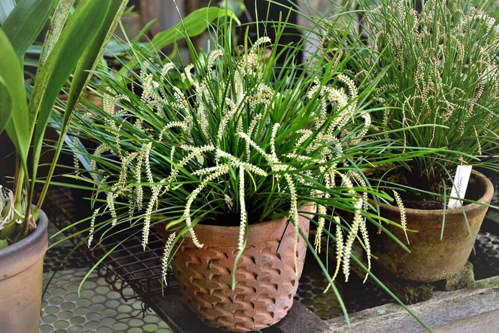 23 Types of Orchids to Grow as Houseplants | Gardener’s Path