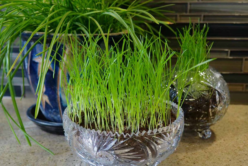 How to Grow Grass Indoors | Gardener’s Path