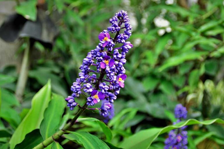 How to Grow and Care for Blue Ginger Plants | Gardener’s Path