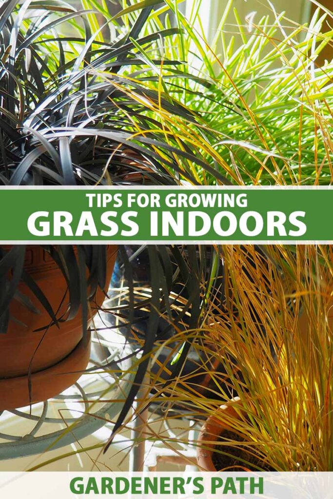 How to Grow Grass Indoors | Gardener’s Path