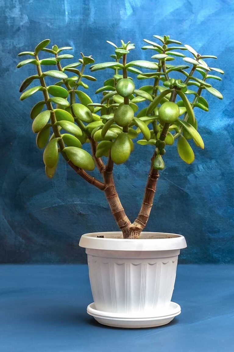 How to Identify and Manage Jade Plant Pests | Gardener’s Path