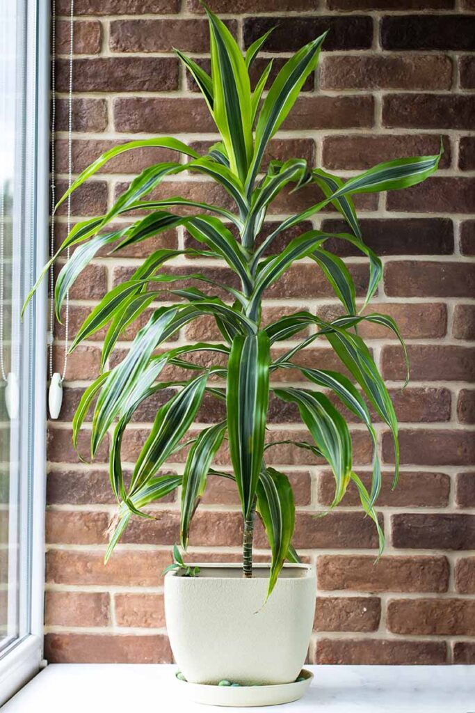 How Fast Do Dracaena Plants Grow At Natasha Cain Blog