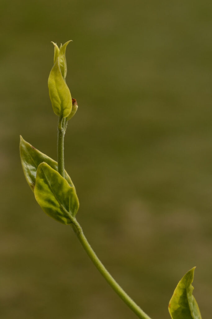 Tips for Growing Jasmine Indoors | Gardener’s Path