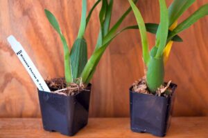 How to Water Orchids | Gardener’s Path