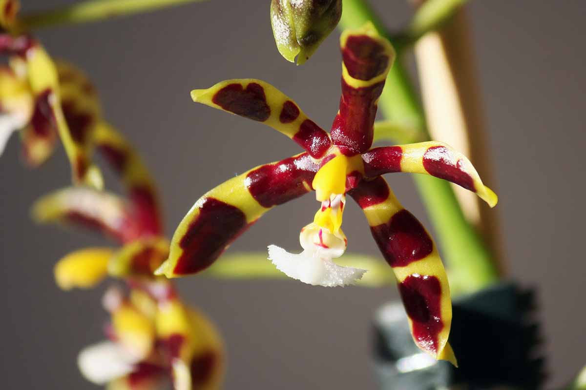 How to Grow and Care for Moth Orchids | Gardener’s Path