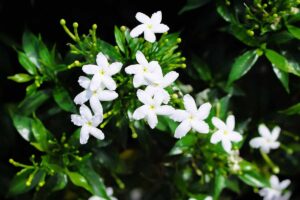 Tips for Growing Jasmine Indoors | Gardener’s Path