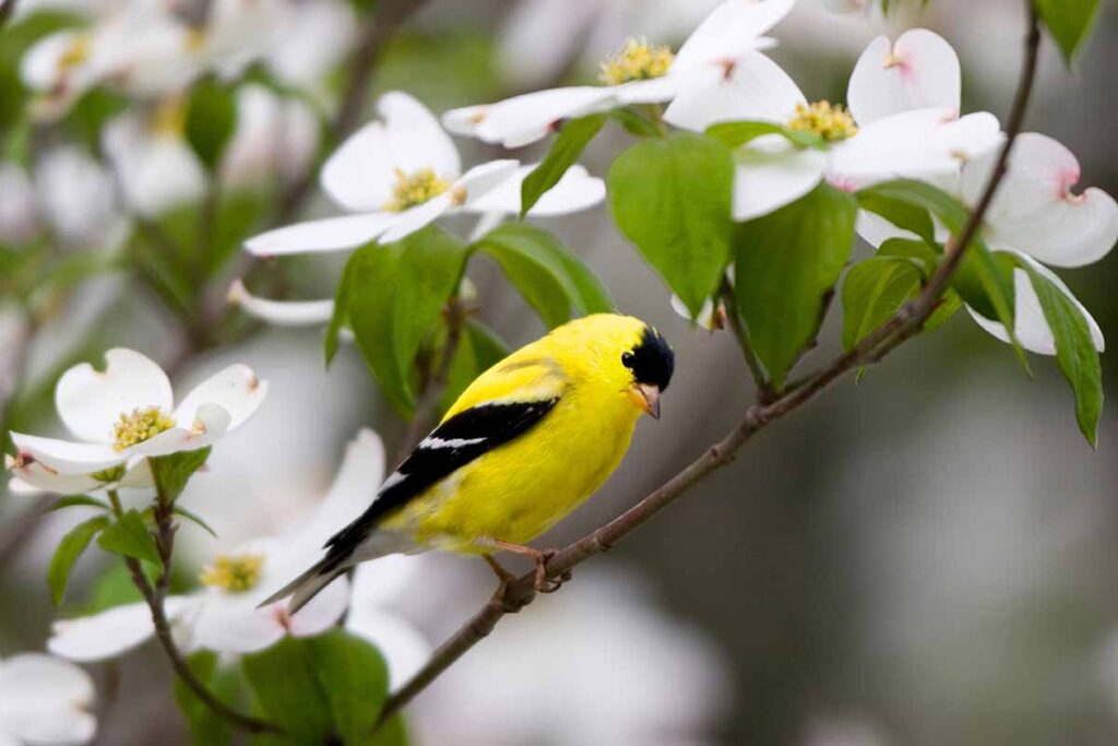 How to Grow and Care for Flowering Dogwood Trees