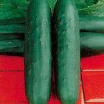 33 of the Best Cucumber Varieties to Grow at Home