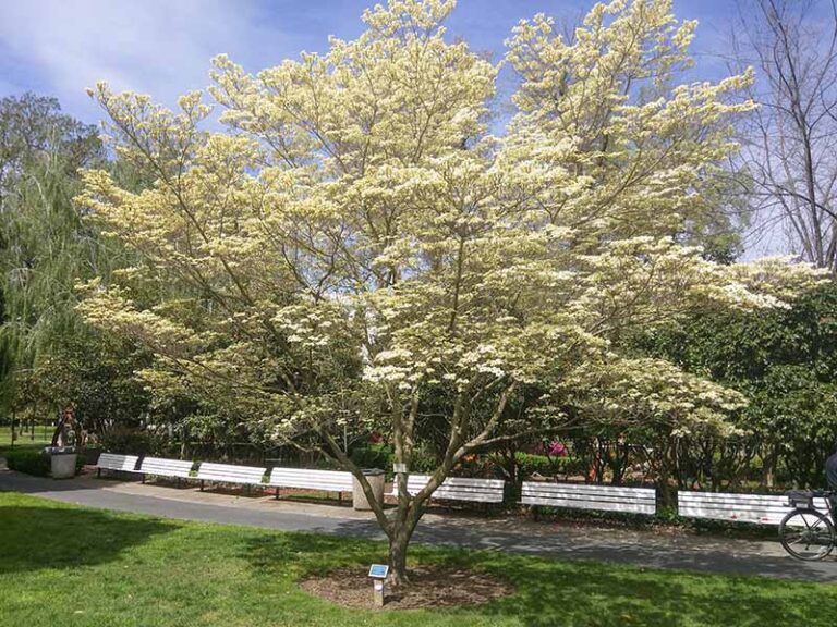 How to Grow and Care for Flowering Dogwood Trees