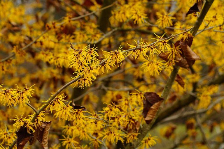 How to Grow and Care for Witch Hazel | Gardener’s Path
