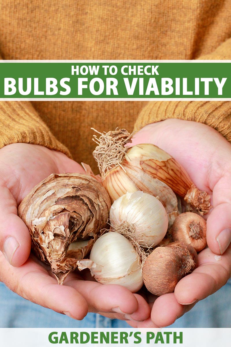 How To Check Flower Bulbs For Viability Gardener s Path How To Check Flower Bulbs For Viability Gardener s Path