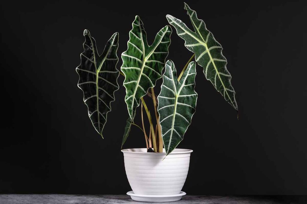 How to Grow and Care for Alocasia Plants | Gardener’s Path