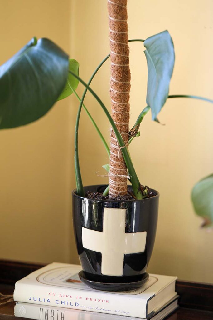 How to Grow Monstera on a Moss Pole | Gardener’s Path