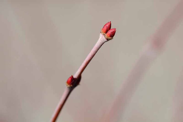 How to Deal with Japanese Maple Winter Dieback