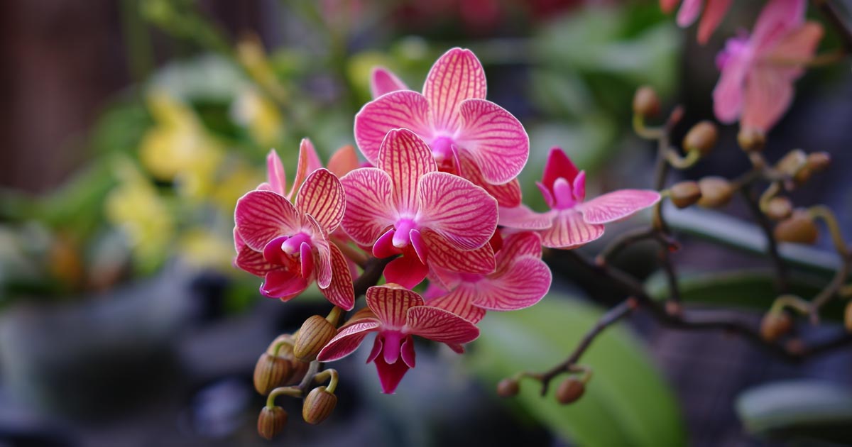 23 Types of Orchids to Grow as Houseplants | Gardener’s Path