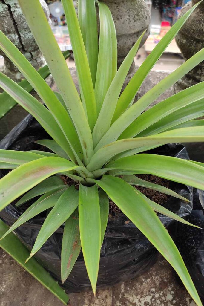 The Complete Guide to Growing Pineapples at Home