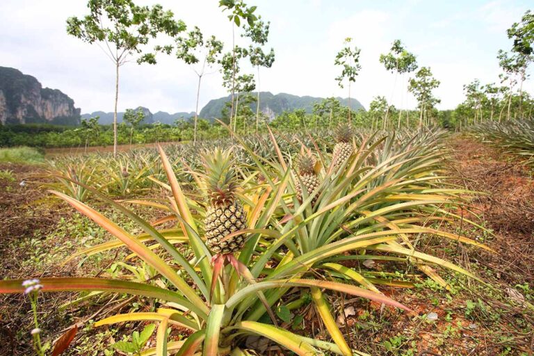 The Complete Guide to Growing Pineapples at Home