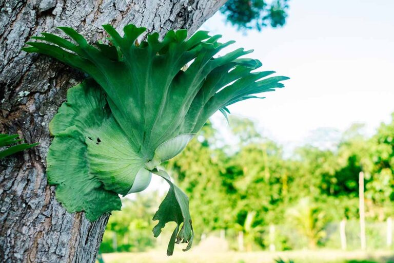 How to Grow and Care for Staghorn Ferns | Gardener’s Path