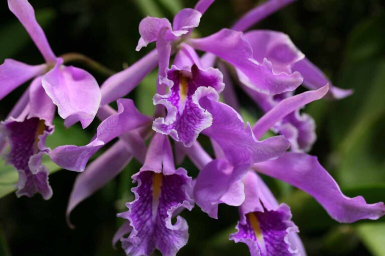 How to Grow and Care for Cattleya Orchids | Gardener’s Path