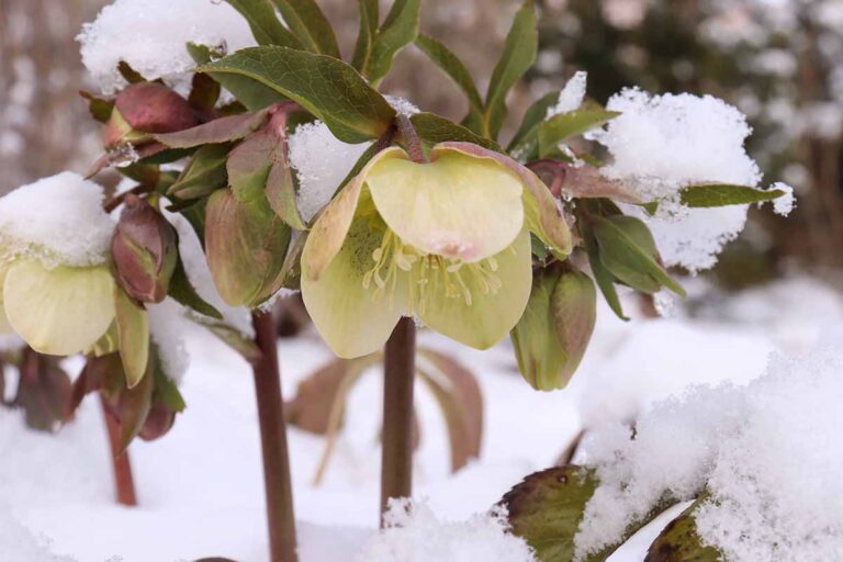 Why Hellebores May Fail to Bloom (And What to Do About It)