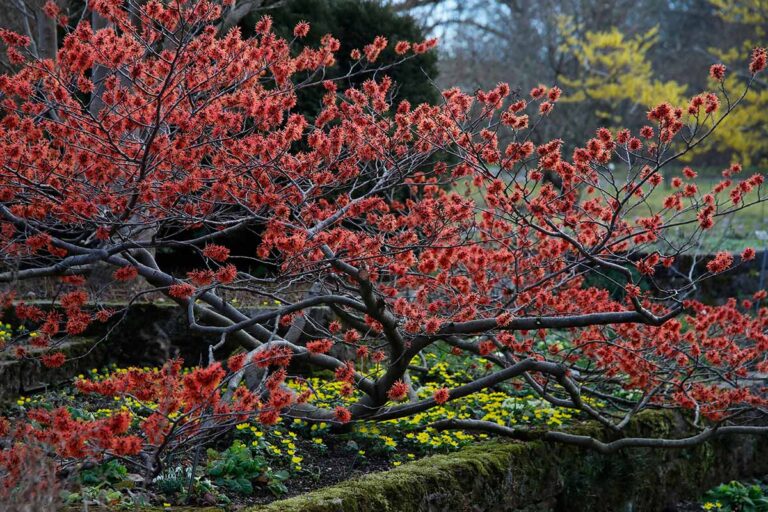 How to Grow and Care for Witch Hazel | Gardener’s Path