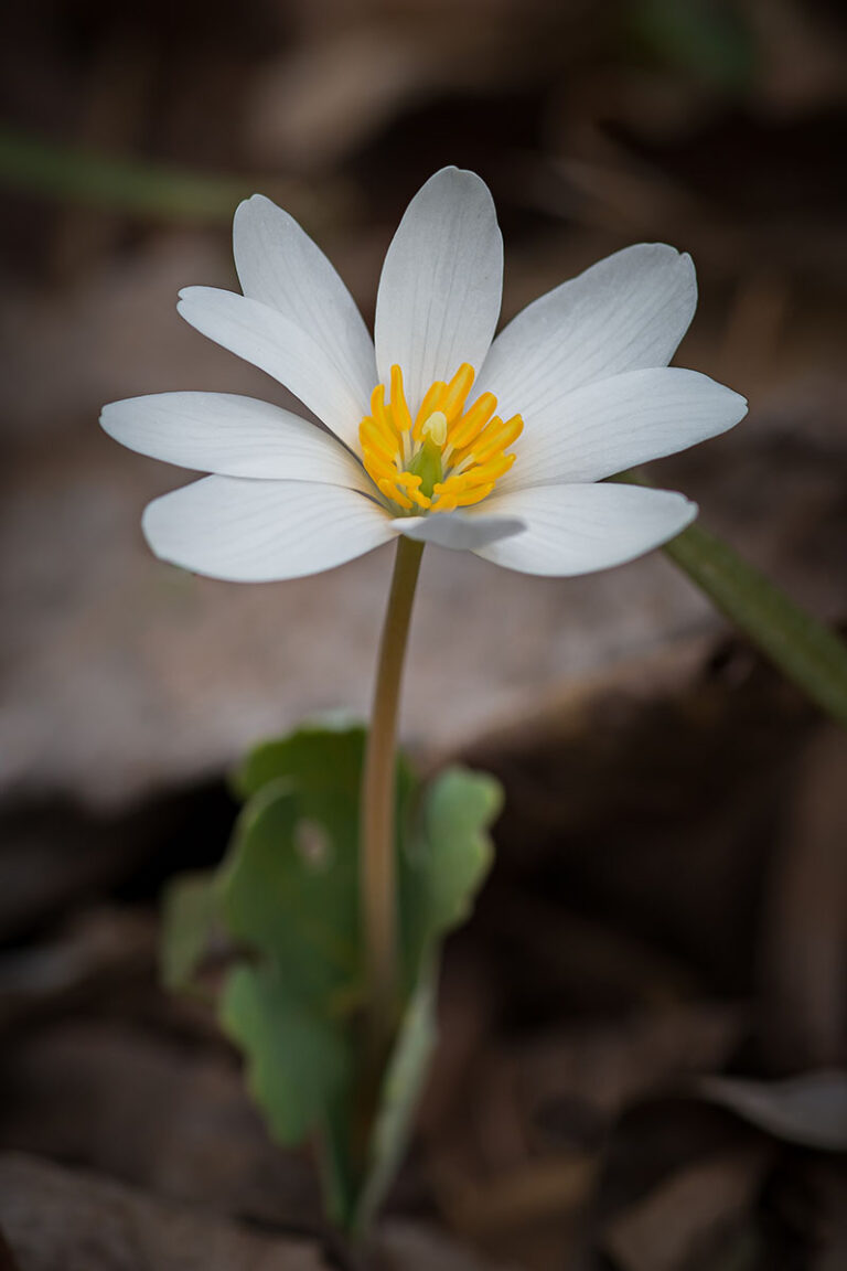 How to Grow and Care for Bloodroot Plants | Gardener’s Path