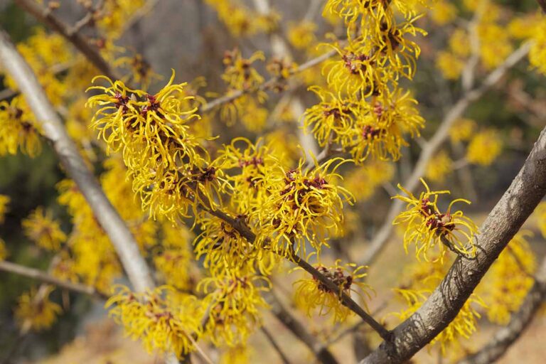 How to Grow and Care for Witch Hazel | Gardener’s Path