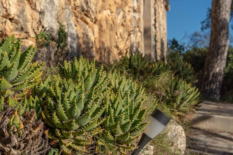 13 of the Best Aloe Varieties for Landscaping and Containers