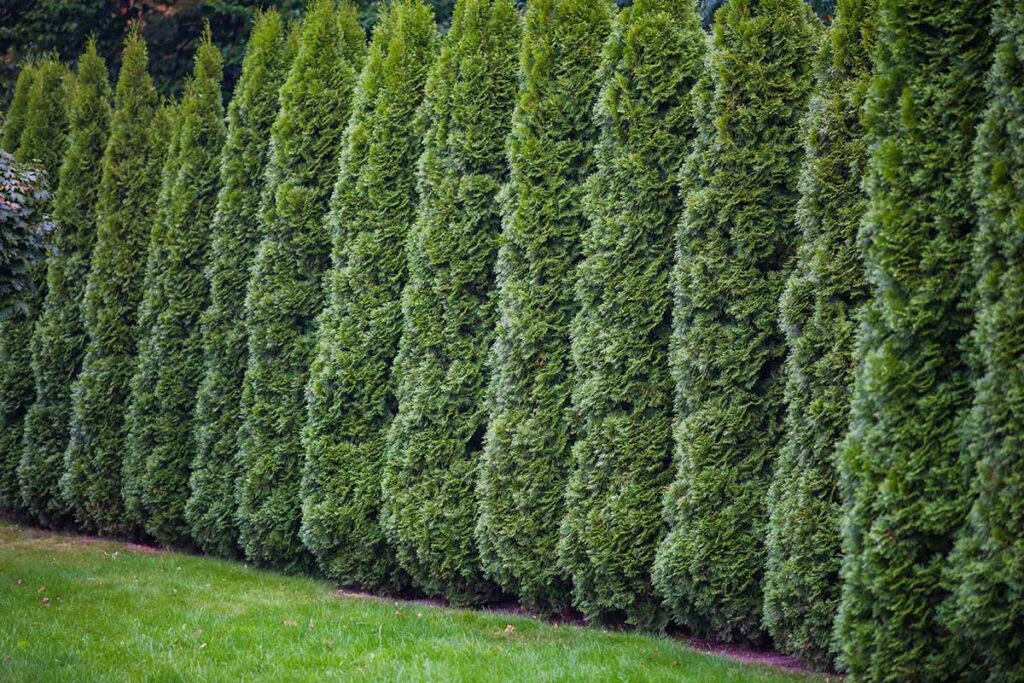 How to Grow and Care for Arborvitae Trees | Gardener’s Path