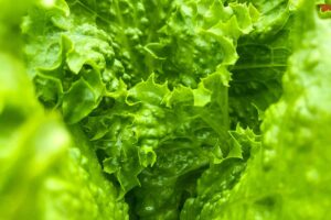 Tips for Growing Summer Crisp (Batavian) Lettuce
