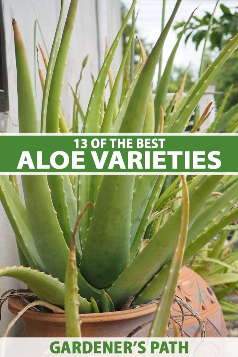 13 of the Best Aloe Varieties for Landscaping and Containers