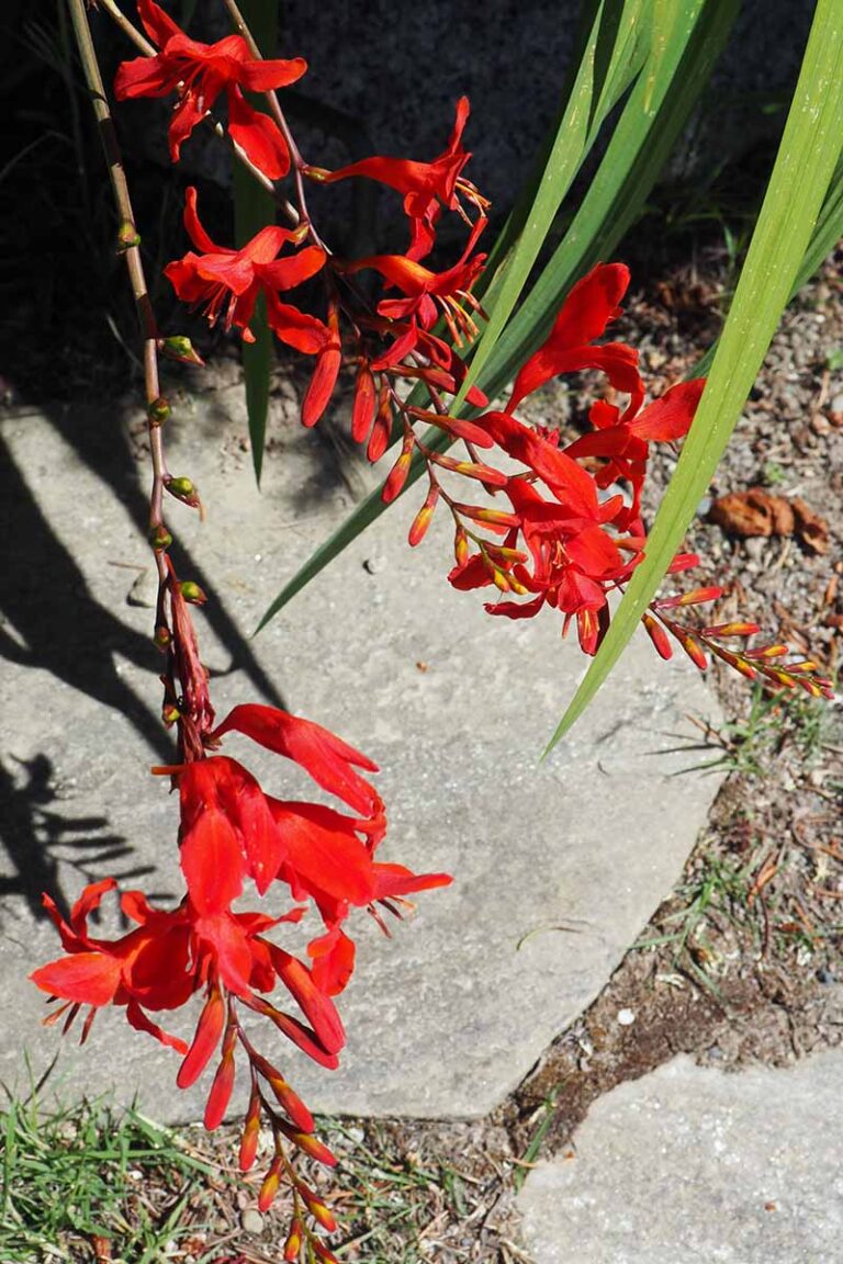 How to Grow and Care for Crocosmia Flowers (Coppertips)